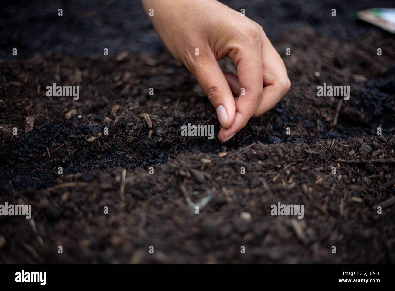 Woman's hand planting seeds in a garden Stock Photo - Alamy
