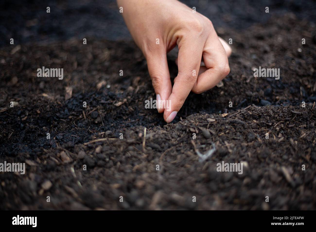 Womans hand planting seeds hi-res stock photography and images - Alamy