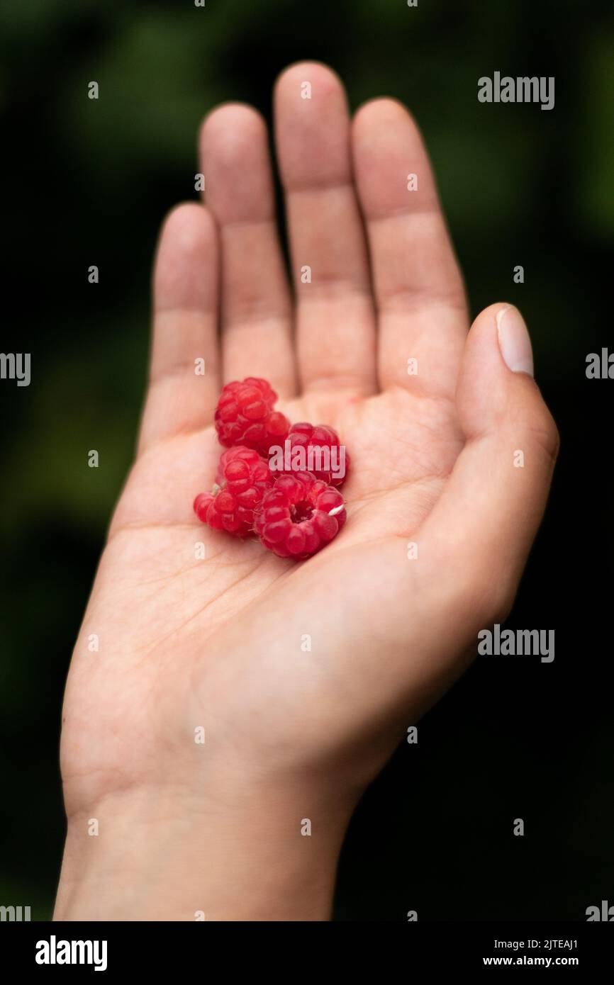 Woman's hand harvesting wild raspberries Stock Photo - Alamy