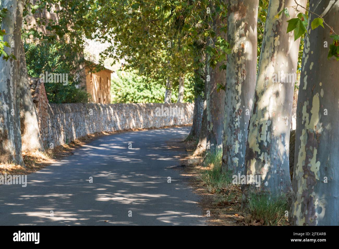 Orient old road between a shady plane tree forest, Alaro, Majorca ...