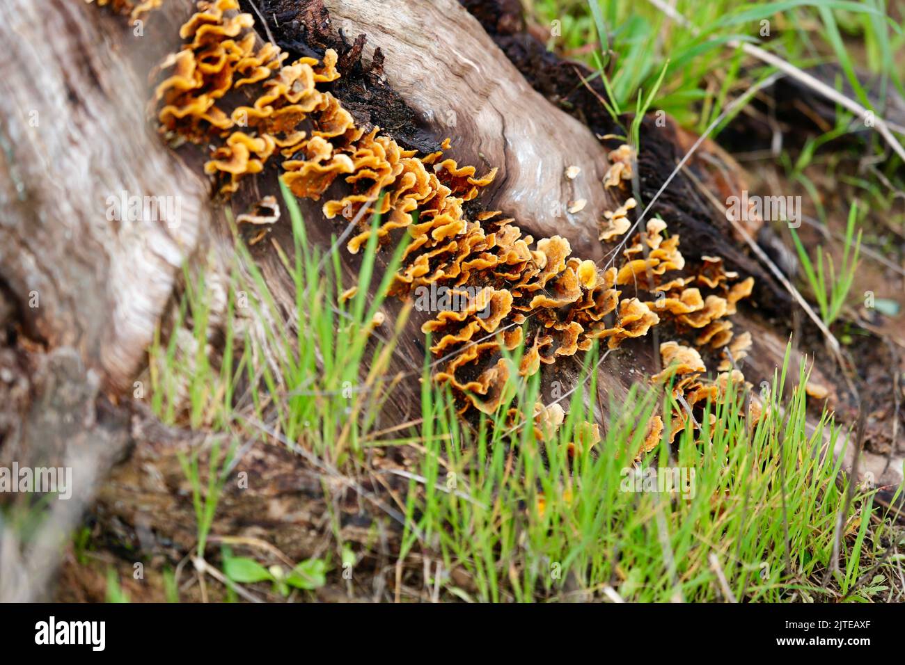 Rusty gilled polypore hi-res stock photography and images - Alamy