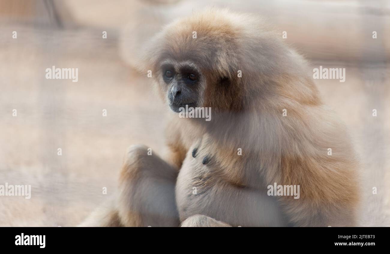 Gibbons zoo hi-res stock photography and images - Alamy