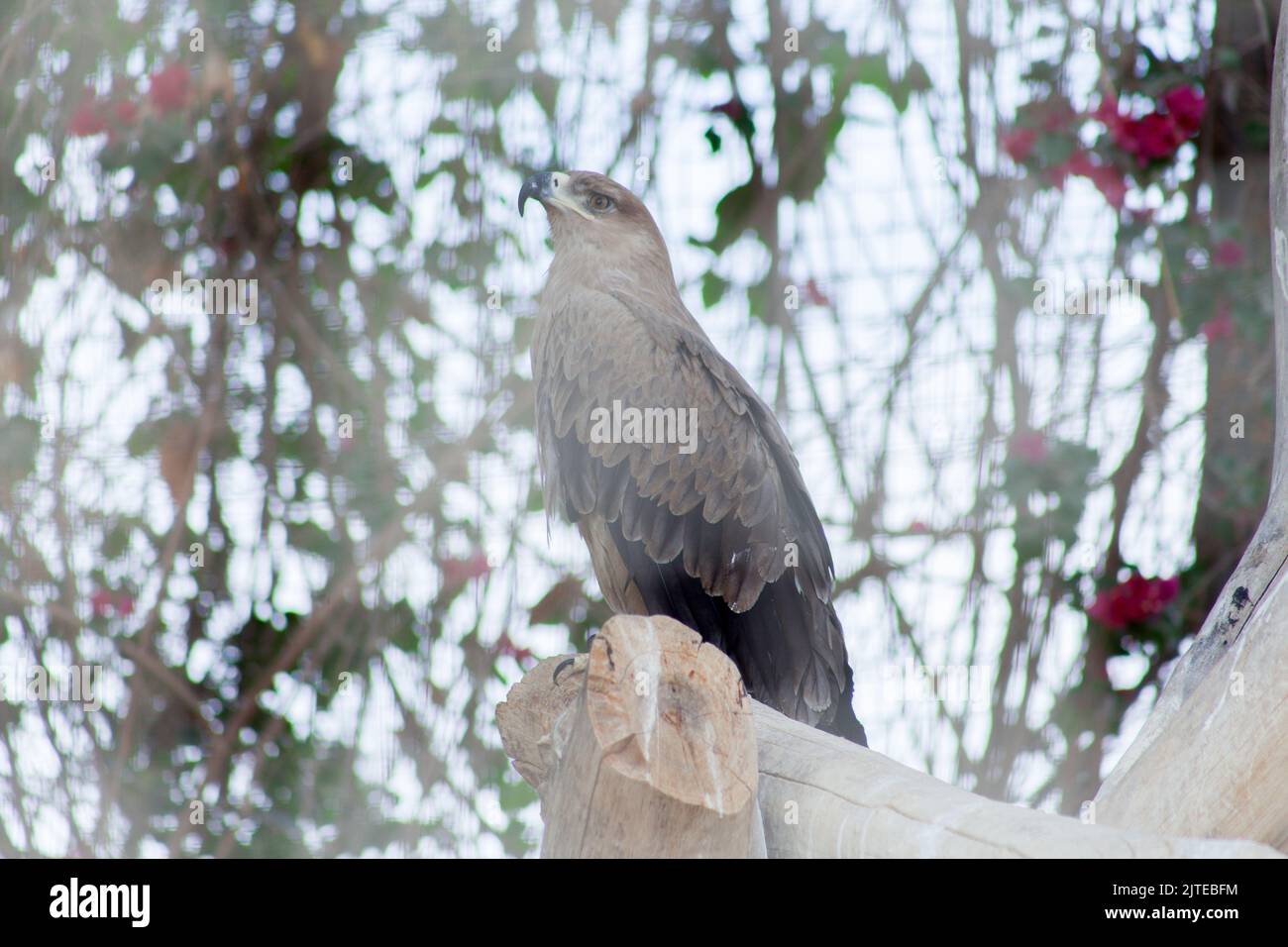 Arab falcon in Riyadh zoo park Stock Photo - Alamy