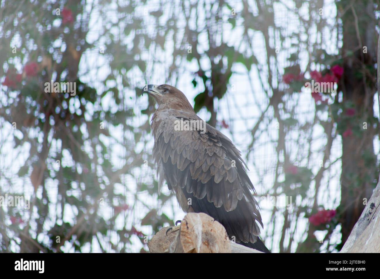 Arab falcon in Riyadh zoo park Stock Photo - Alamy