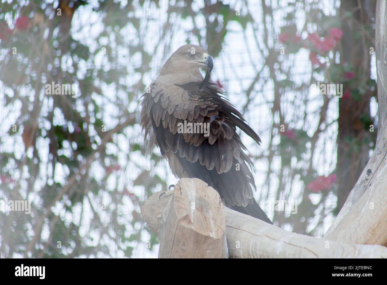 Arab falcon in Riyadh zoo park Stock Photo - Alamy