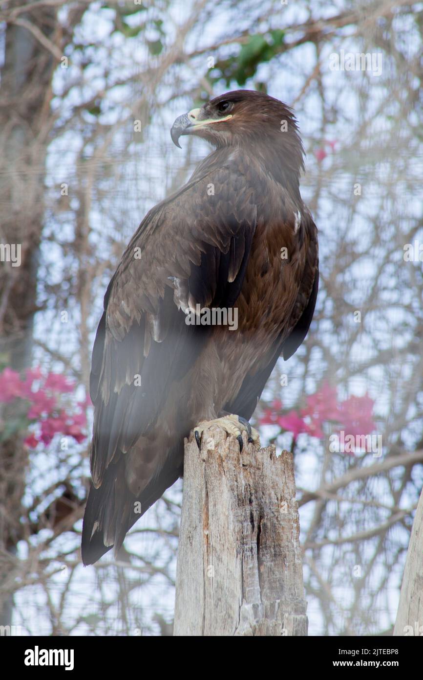 Arab falcon in Riyadh zoo park Stock Photo - Alamy