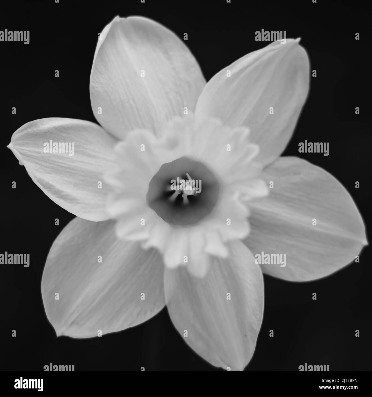 Flower daffodil Black and White Stock Photos & Images - Alamy