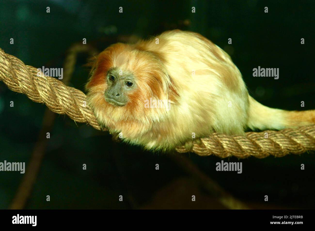 Mono en sologico hi-res stock photography and images - Alamy