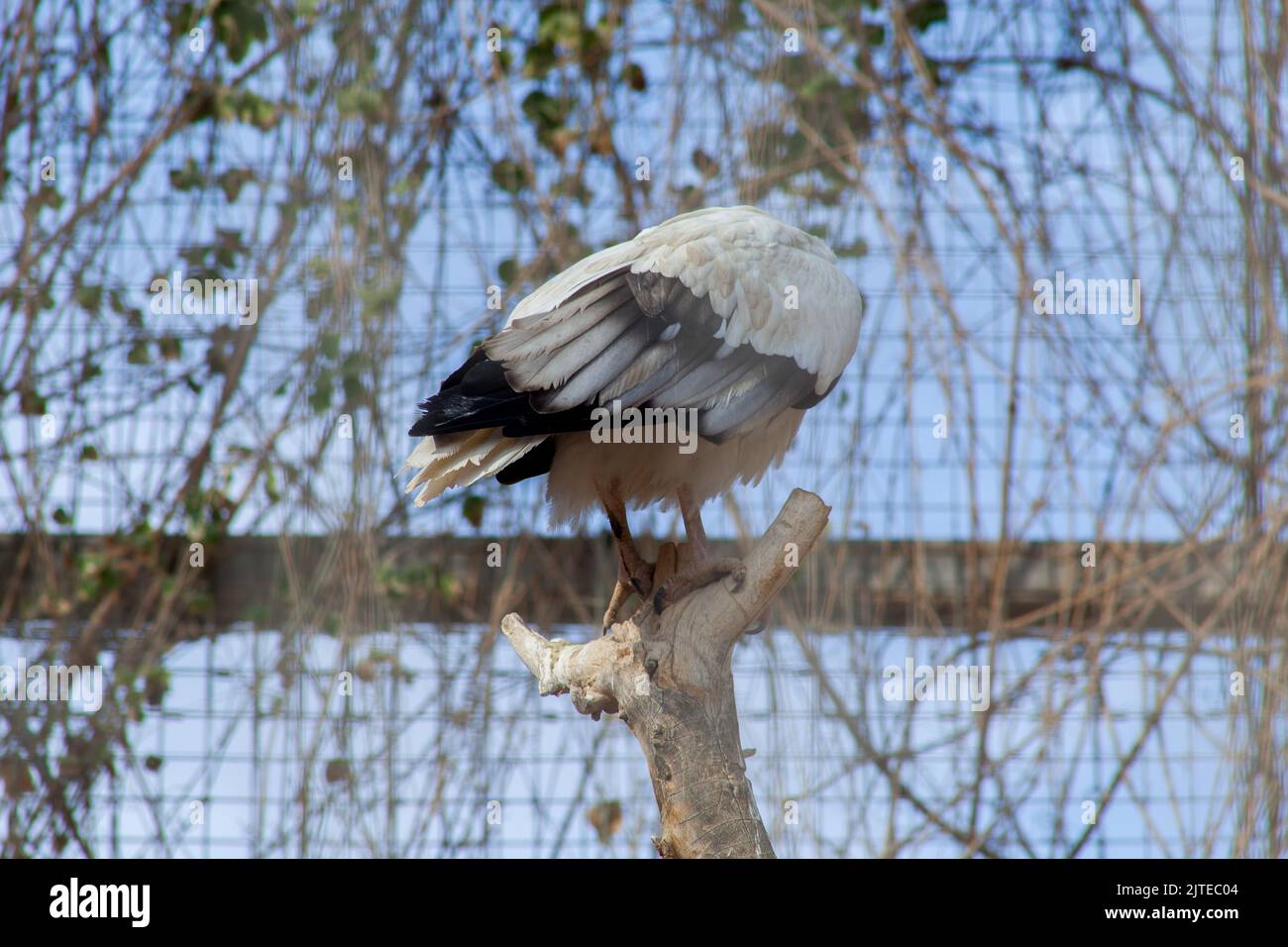 Vulture in cage with blue sky and yellow head in sunny summer color ...