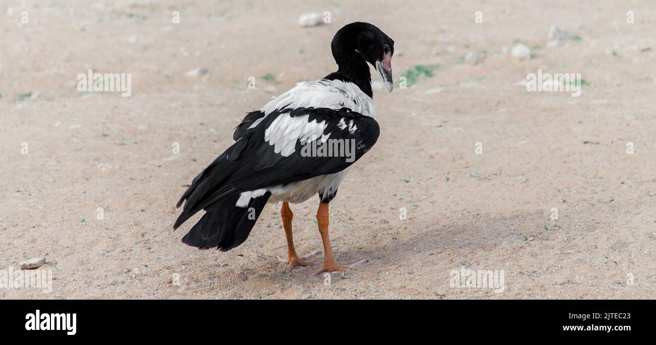 Magpie Goose of australia in the riyadh park Stock Photo - Alamy