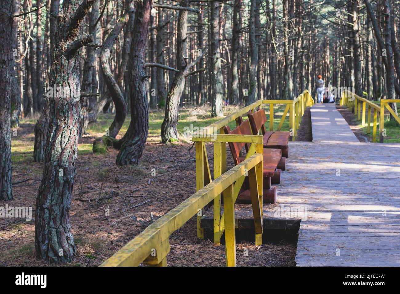 Dancing forest, Curonian spit, Pine twisted trees forest, Kurshskaya ...