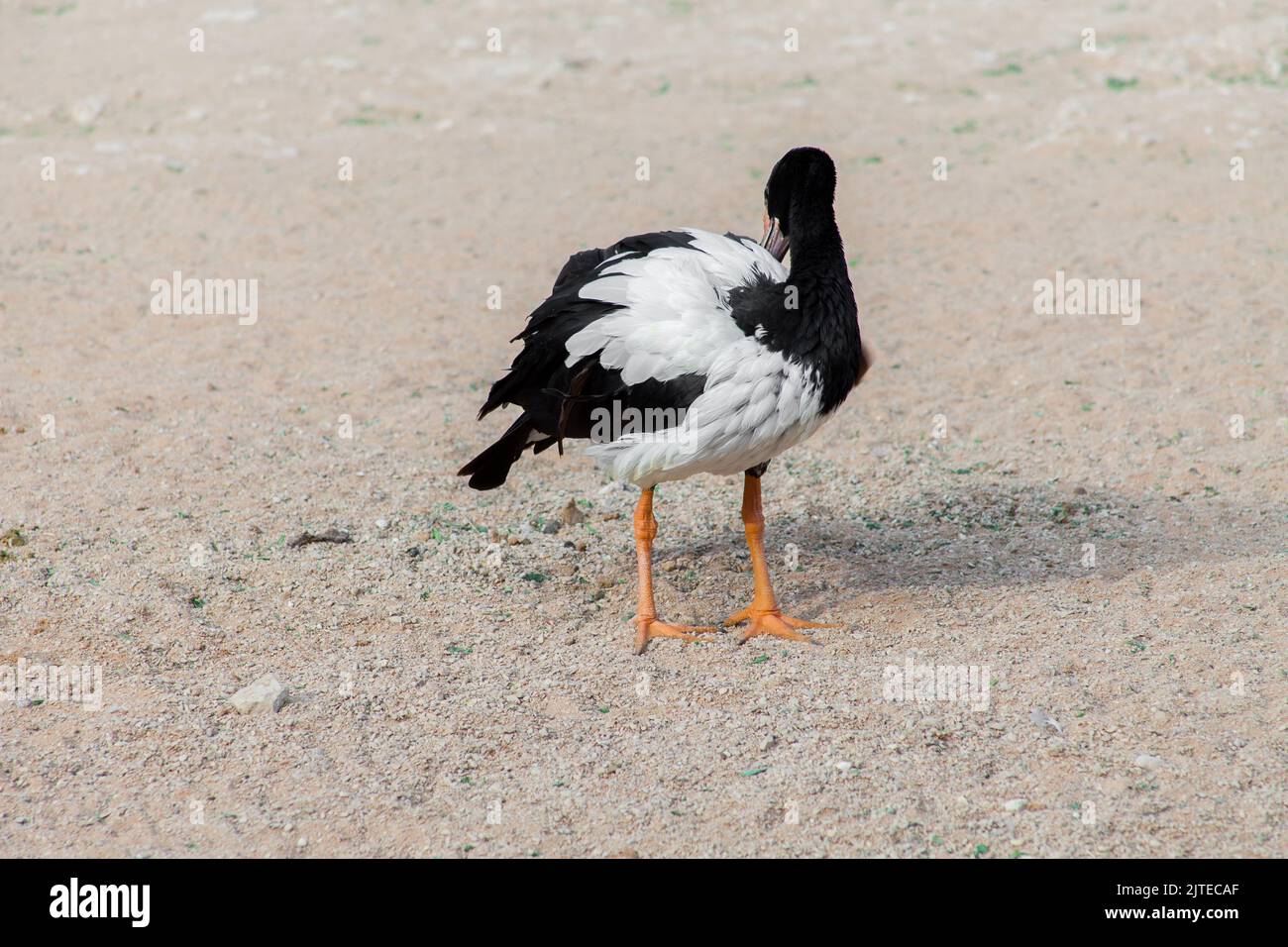 Magpie Goose of australia in the riyadh park Stock Photo - Alamy
