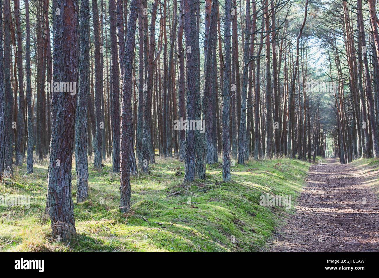 Dancing forest, Curonian spit, Pine twisted trees forest, Kurshskaya ...