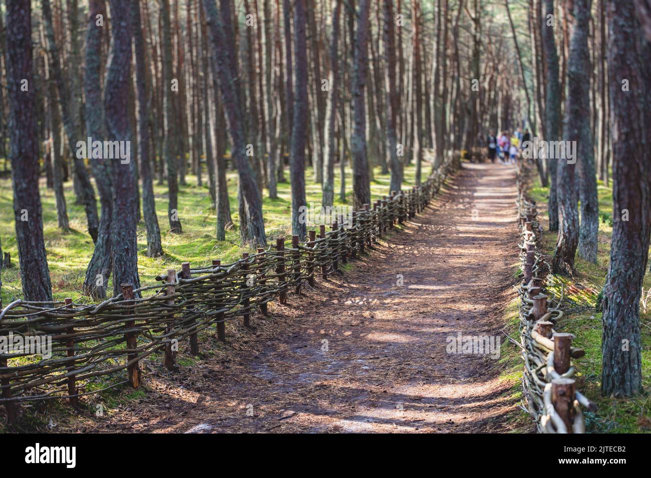 Kurshkaya kosa hi-res stock photography and images - Alamy