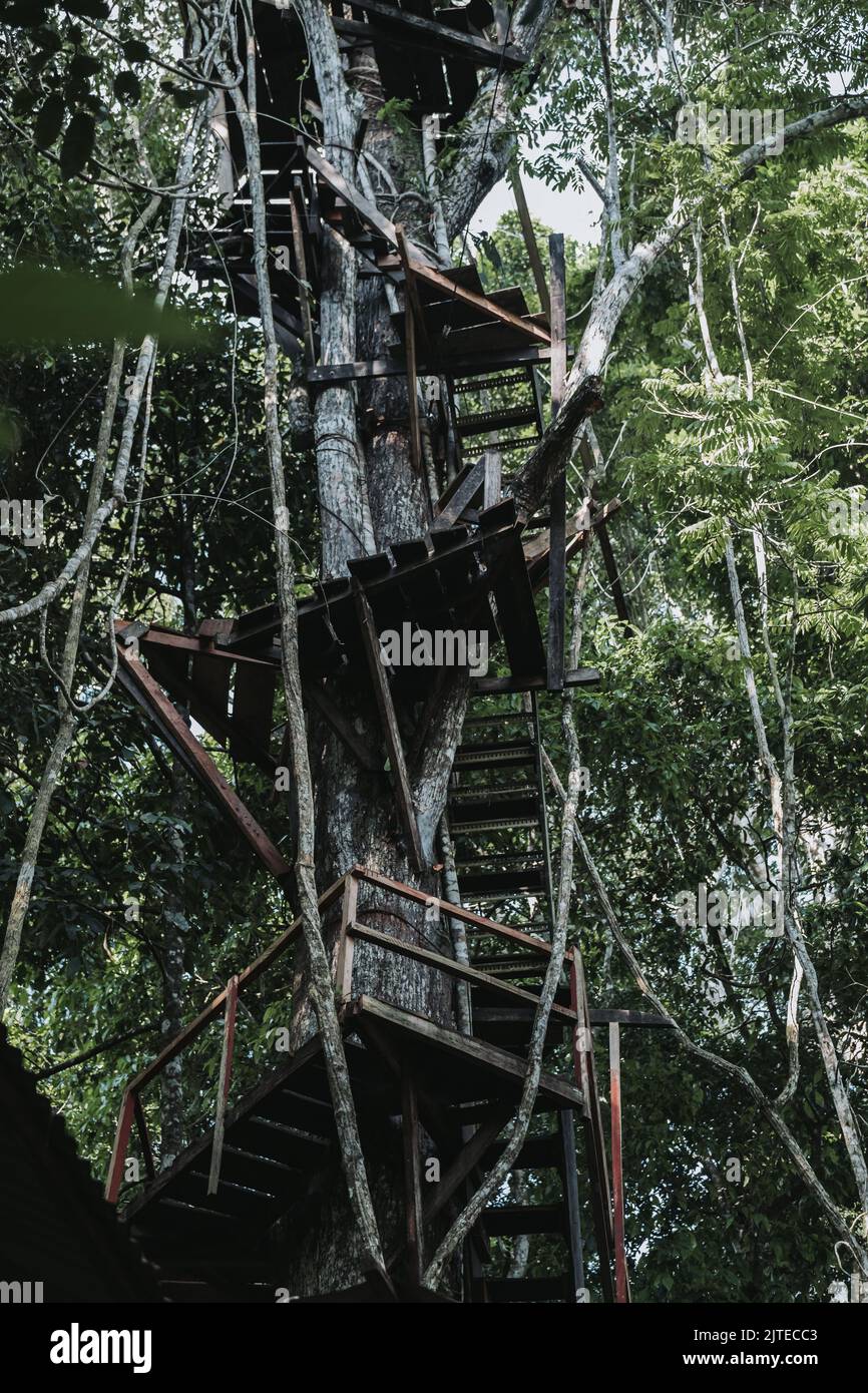 A vertical shot of wooden stairs going up a tree in the Peruvian ...