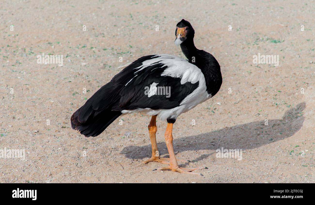 Magpie Goose of australia in the riyadh park Stock Photo - Alamy