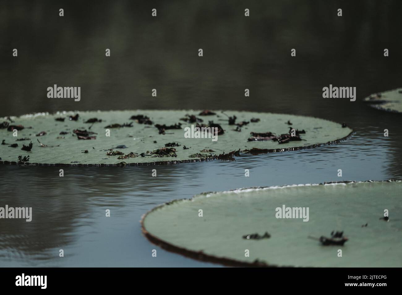 The large green lotus leaves on a pond in the Peruvian Amazonia Stock ...