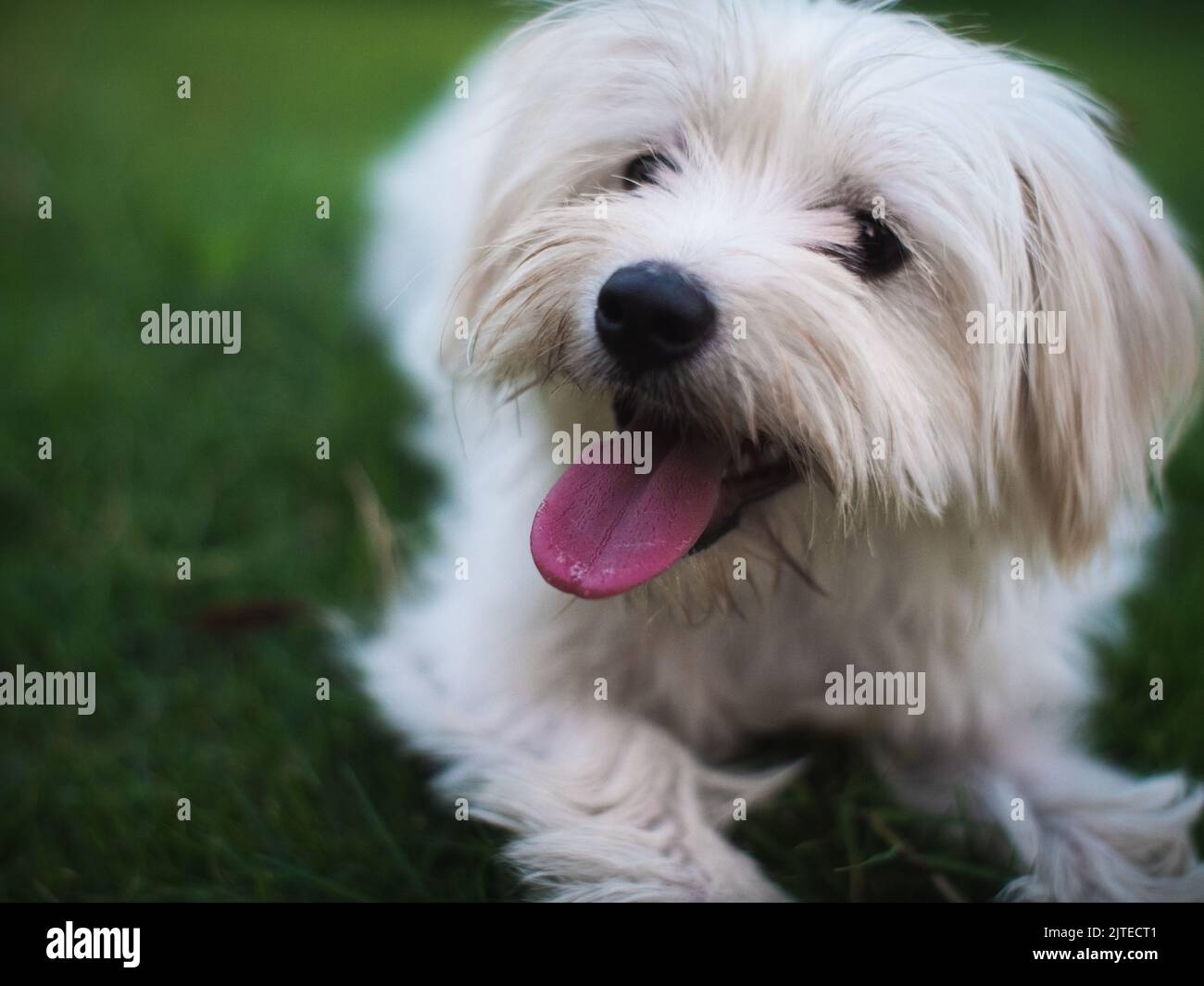 Dog portraits hi-res stock photography and images - Alamy