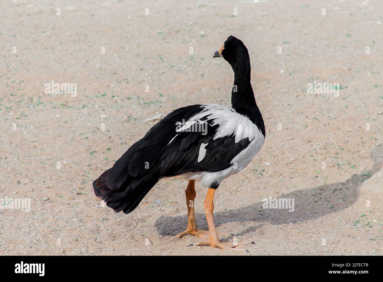 Magpie Goose of australia in the riyadh park Stock Photo - Alamy