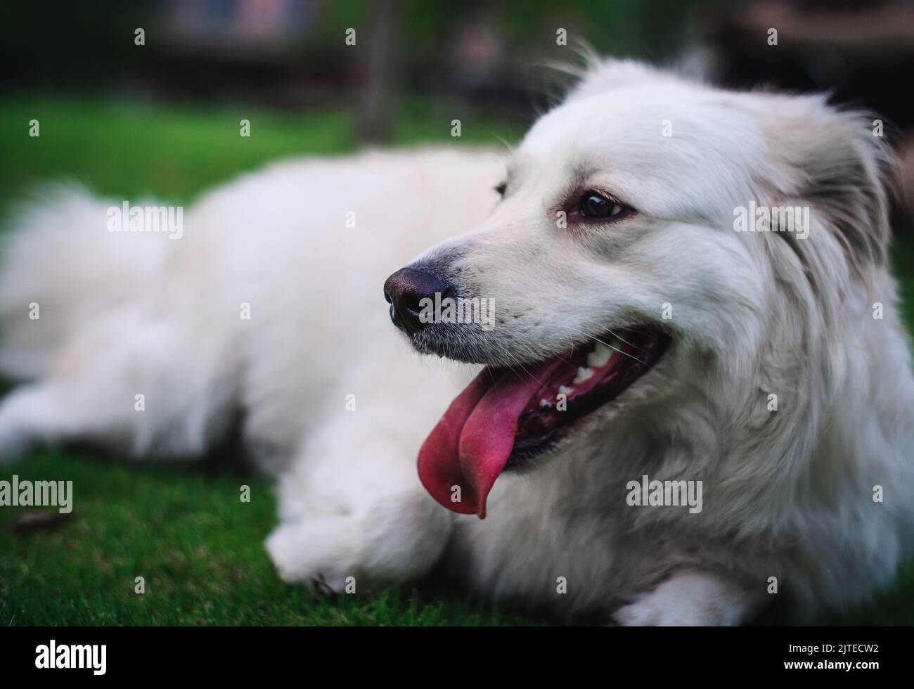 Dog portraits hi-res stock photography and images - Alamy