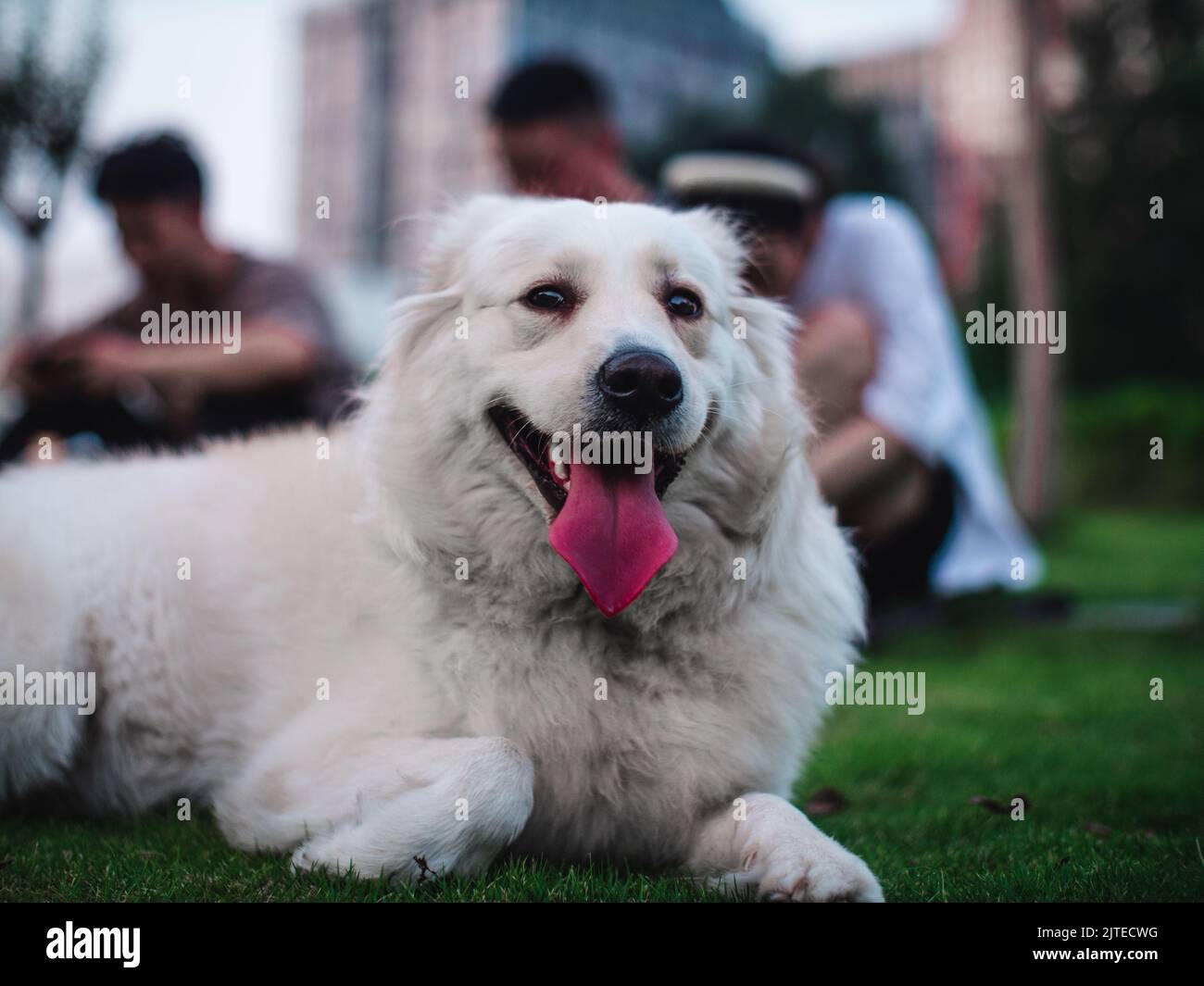 Dog portraits hi-res stock photography and images - Alamy