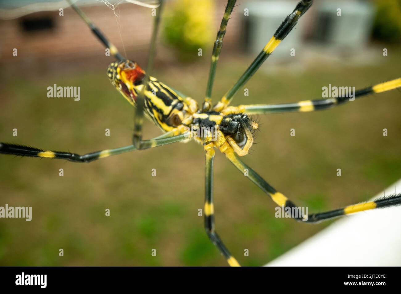 Georgia spider hi-res stock photography and images - Alamy