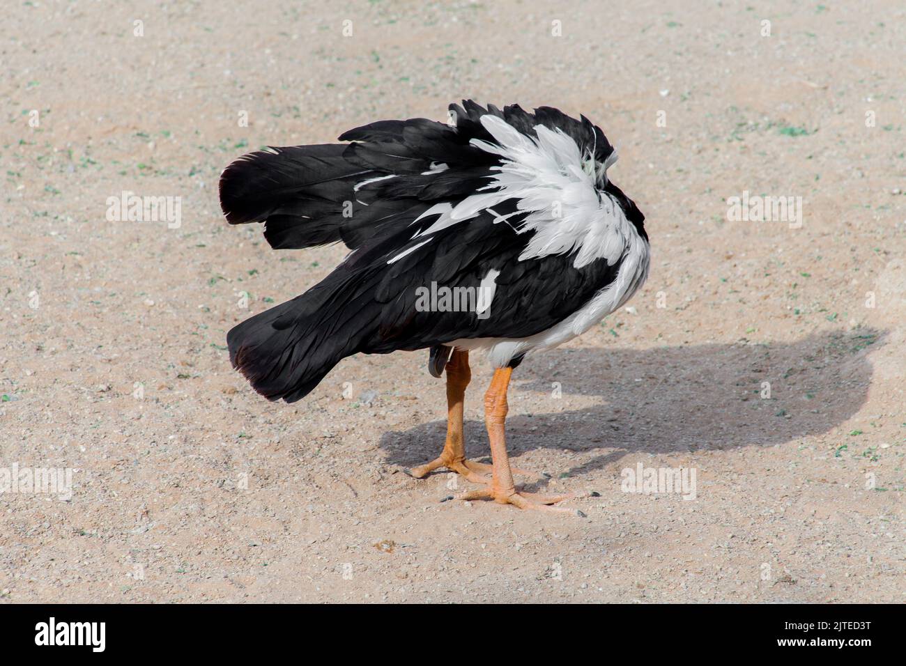 Magpie Goose of australia in the riyadh park Stock Photo - Alamy