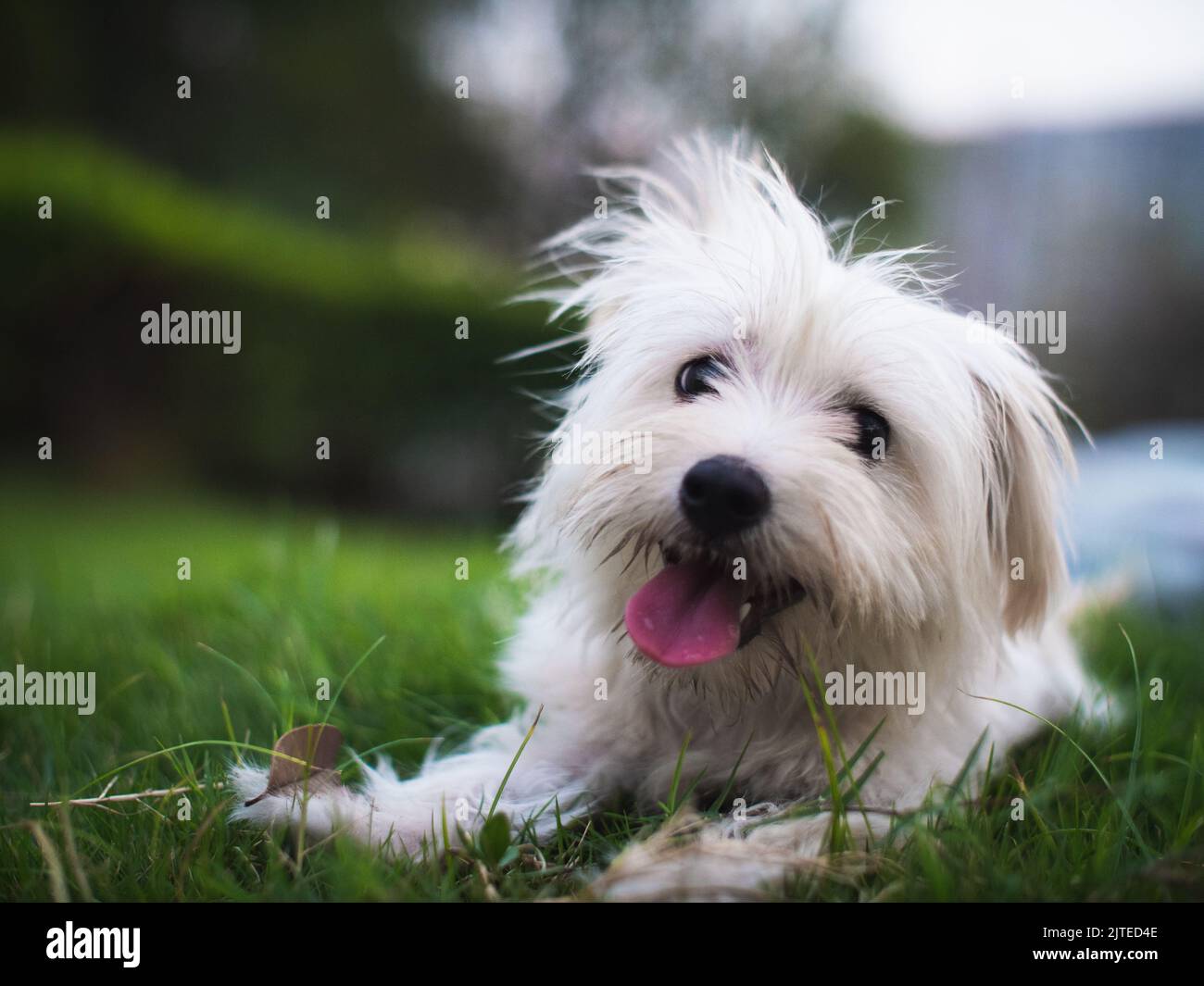 Dog portraits hi-res stock photography and images - Alamy