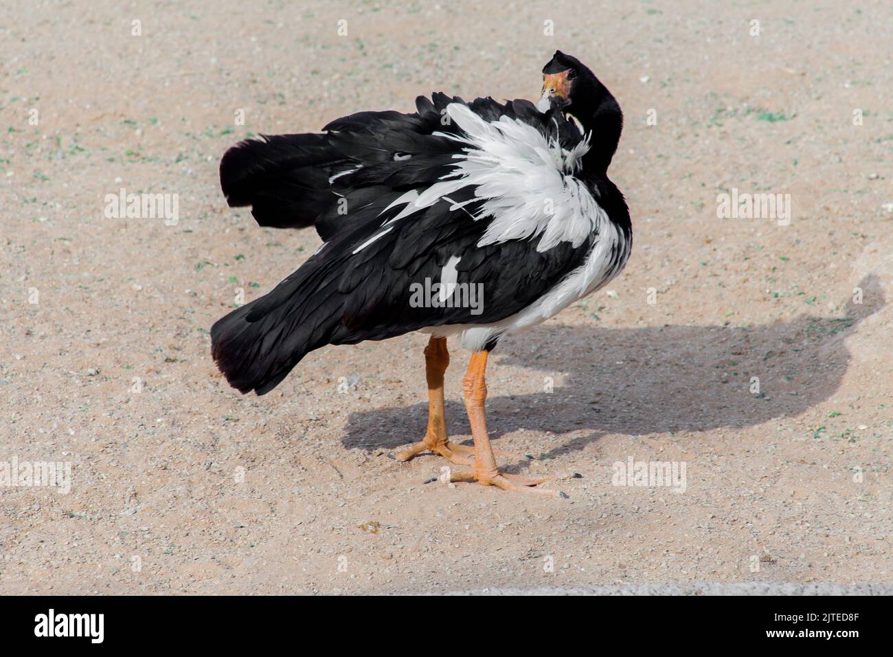 Magpie Goose of australia in the riyadh park Stock Photo - Alamy