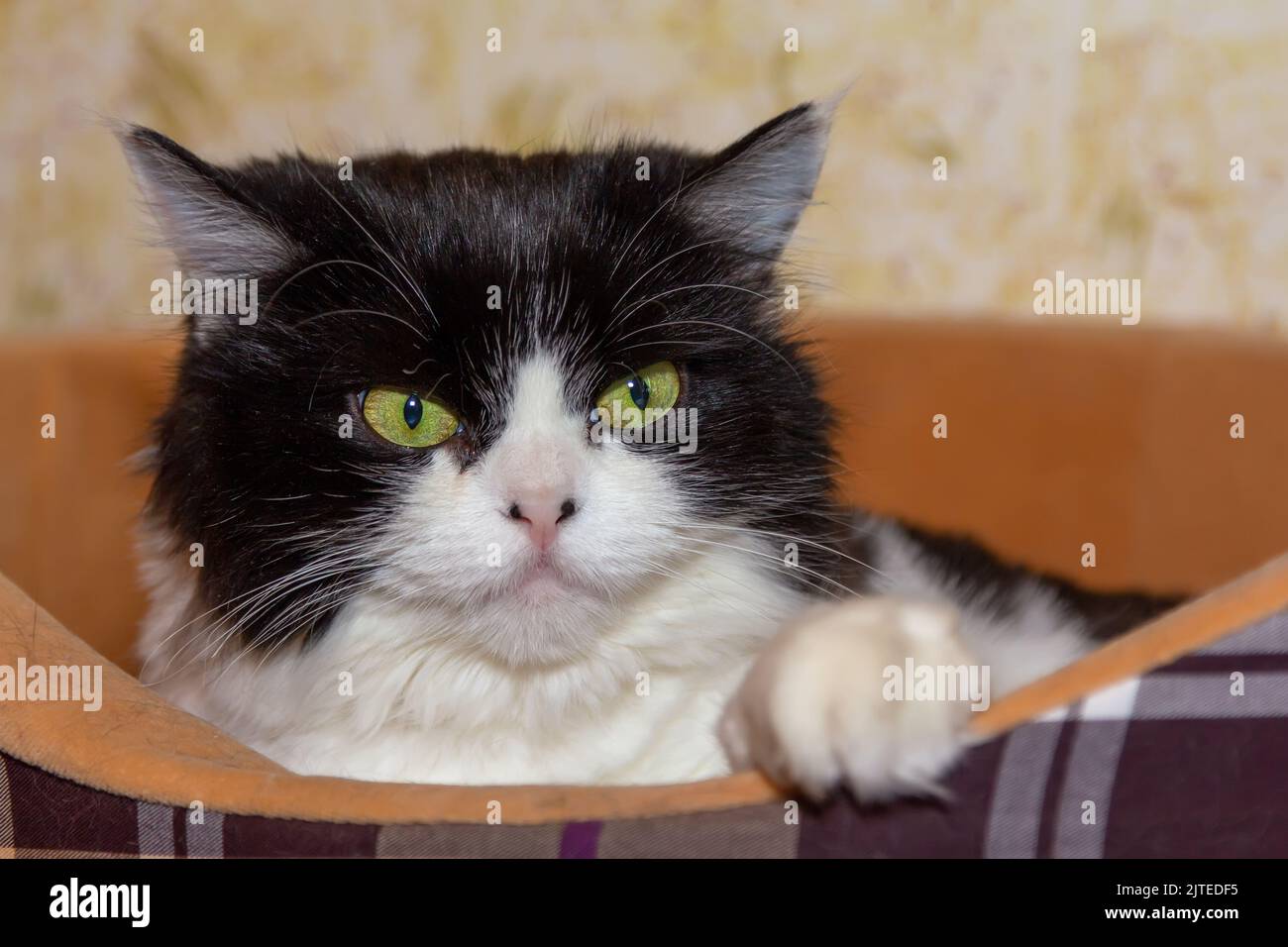 Beautiful Cat Persian breed lies in a cat bed indoors and looks away ...