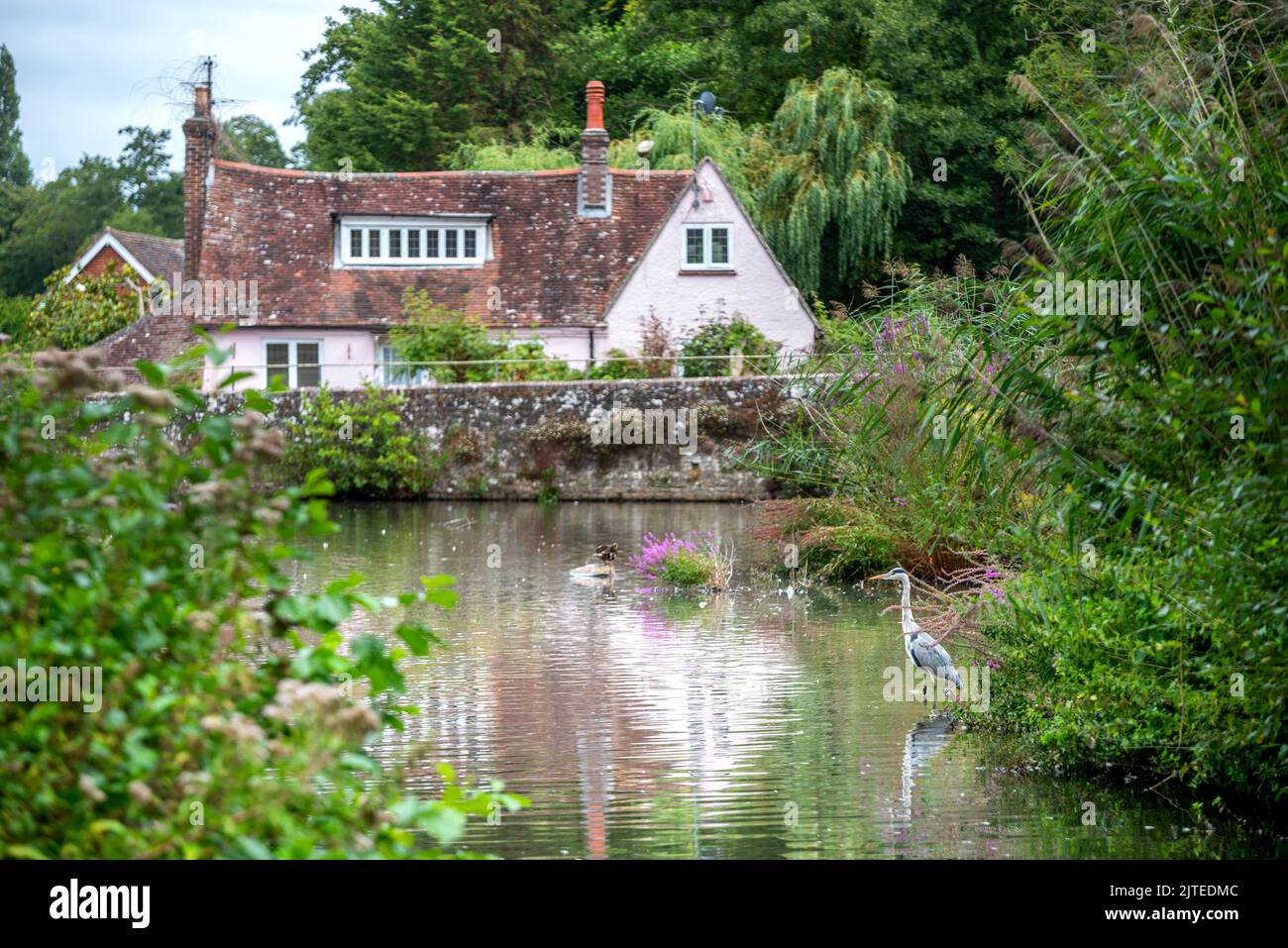 Midhurst, August 22nd 2022: The South Pond Stock Photo - Alamy