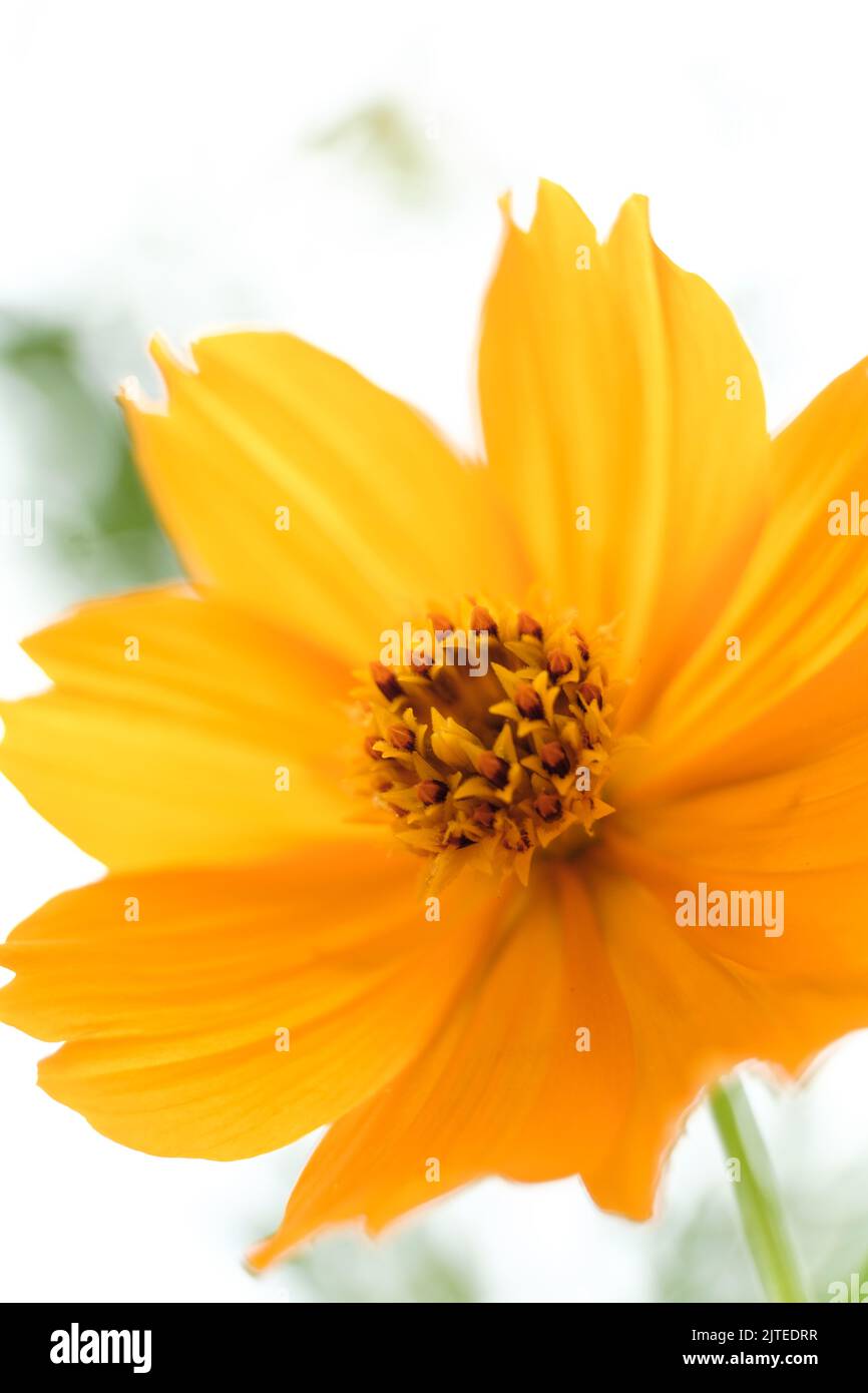 Perennial plant with flower hi-res stock photography and images - Alamy