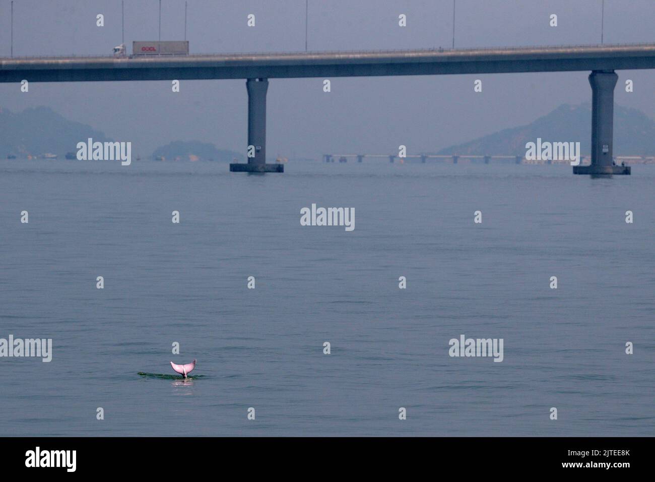 Tail fin of Chinese White Dolphin, Hong Kong - Zhuhai - Macau Bridge ...