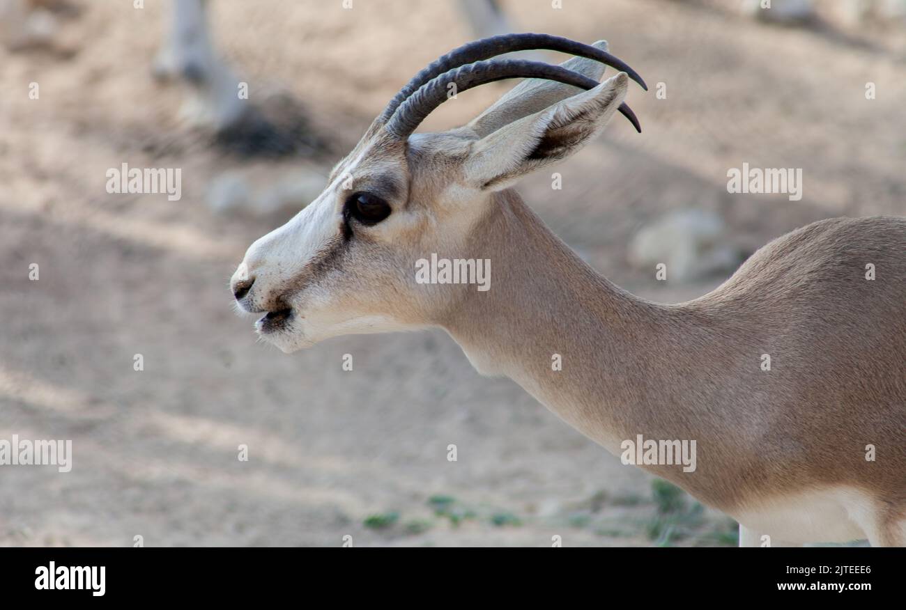 Arabian Sand Gazelle In Natural Habitat Conservation Area, Saudi Arabia ...