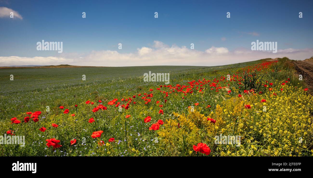 Crimea flowers hi-res stock photography and images - Alamy