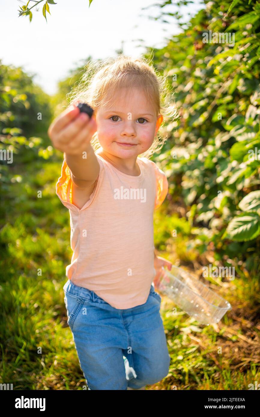 Little girl picking blackberry in raspberry self-picking plantation in ...