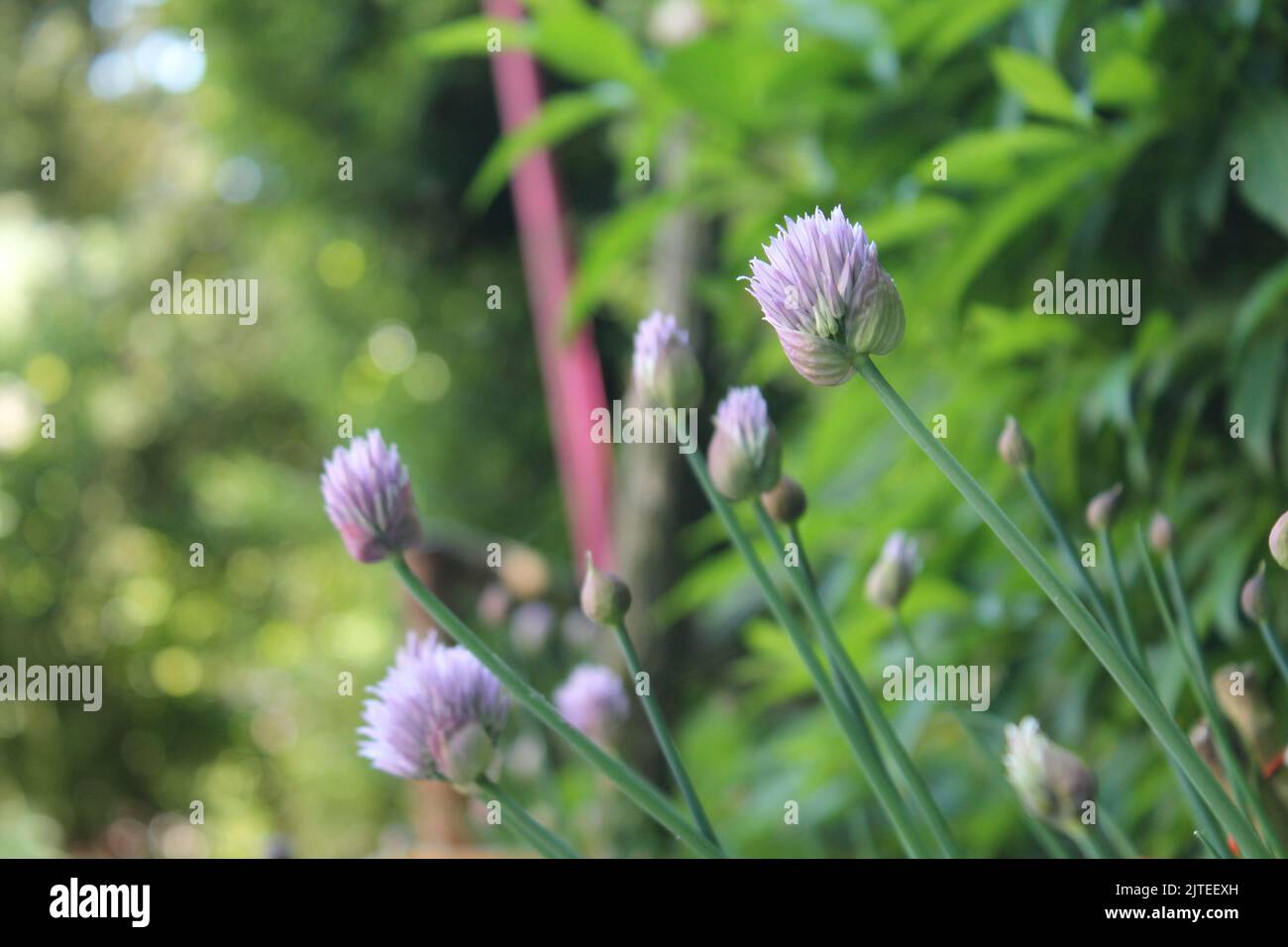 A closeup of beautiful violet chives in nature under the sunlight Stock ...