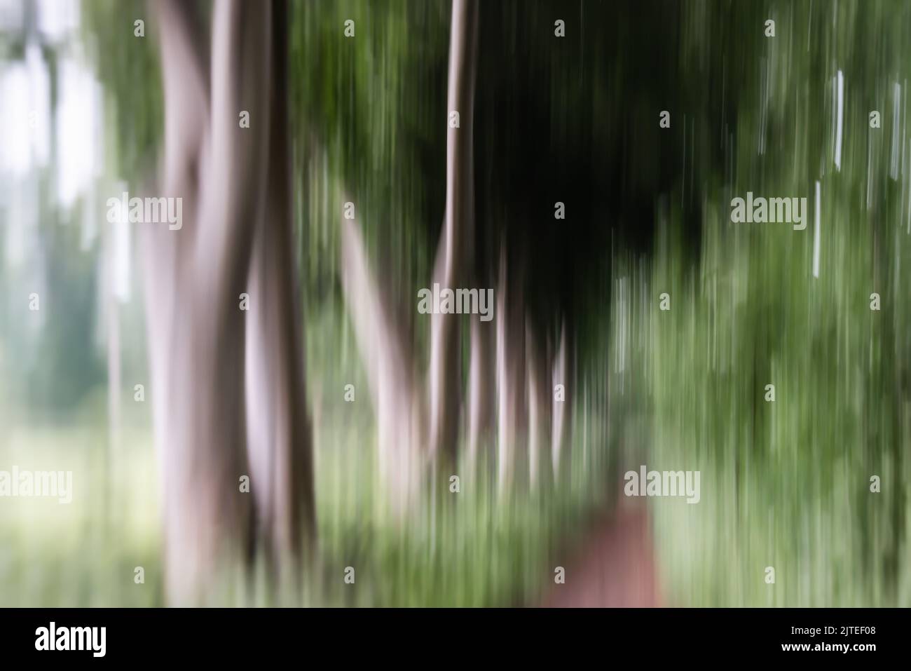 Creative blurred picture of a forest path with tree alley, for ...