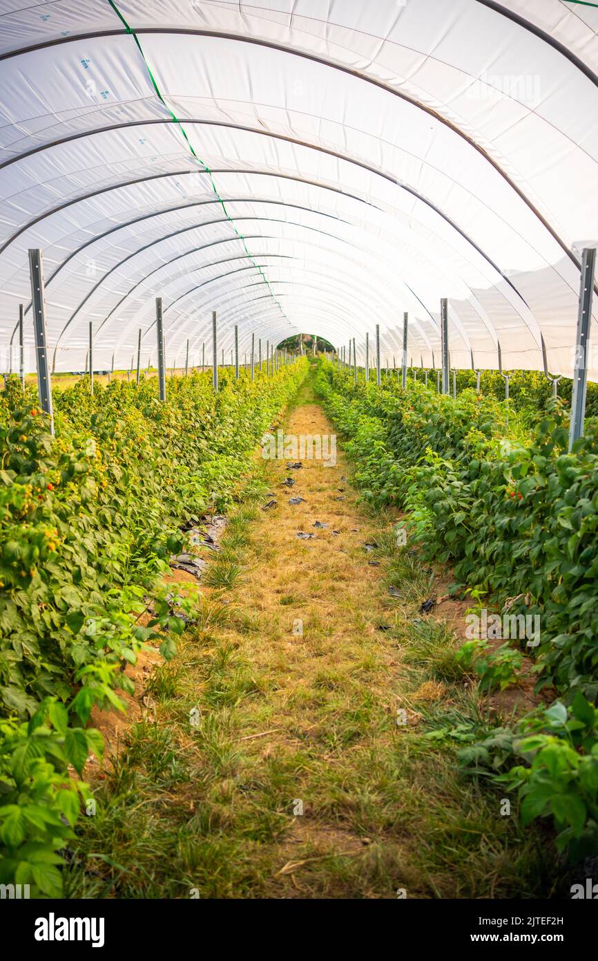 Branches of ripe red juicy raspberry in raspberry self-picking ...