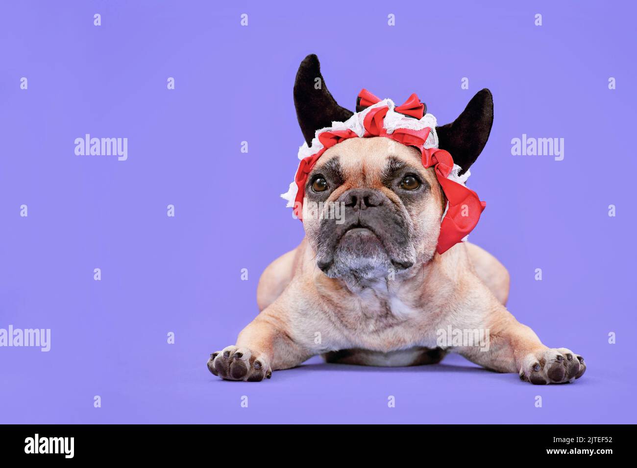 Fawn French Bulldog dog wearing red Halloween devil horn headband with ...