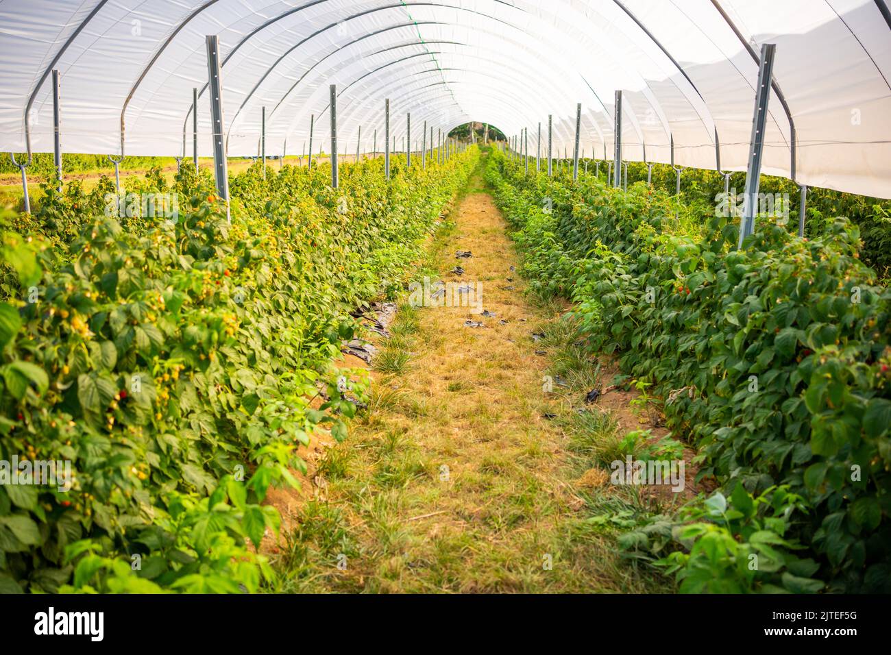 Branches of ripe red juicy raspberry in raspberry self-picking ...