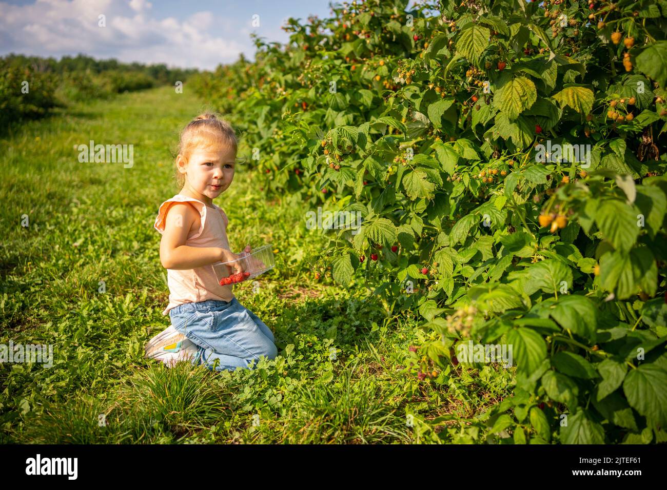 Little girl picking raspberry in raspberry self-picking plantation in ...