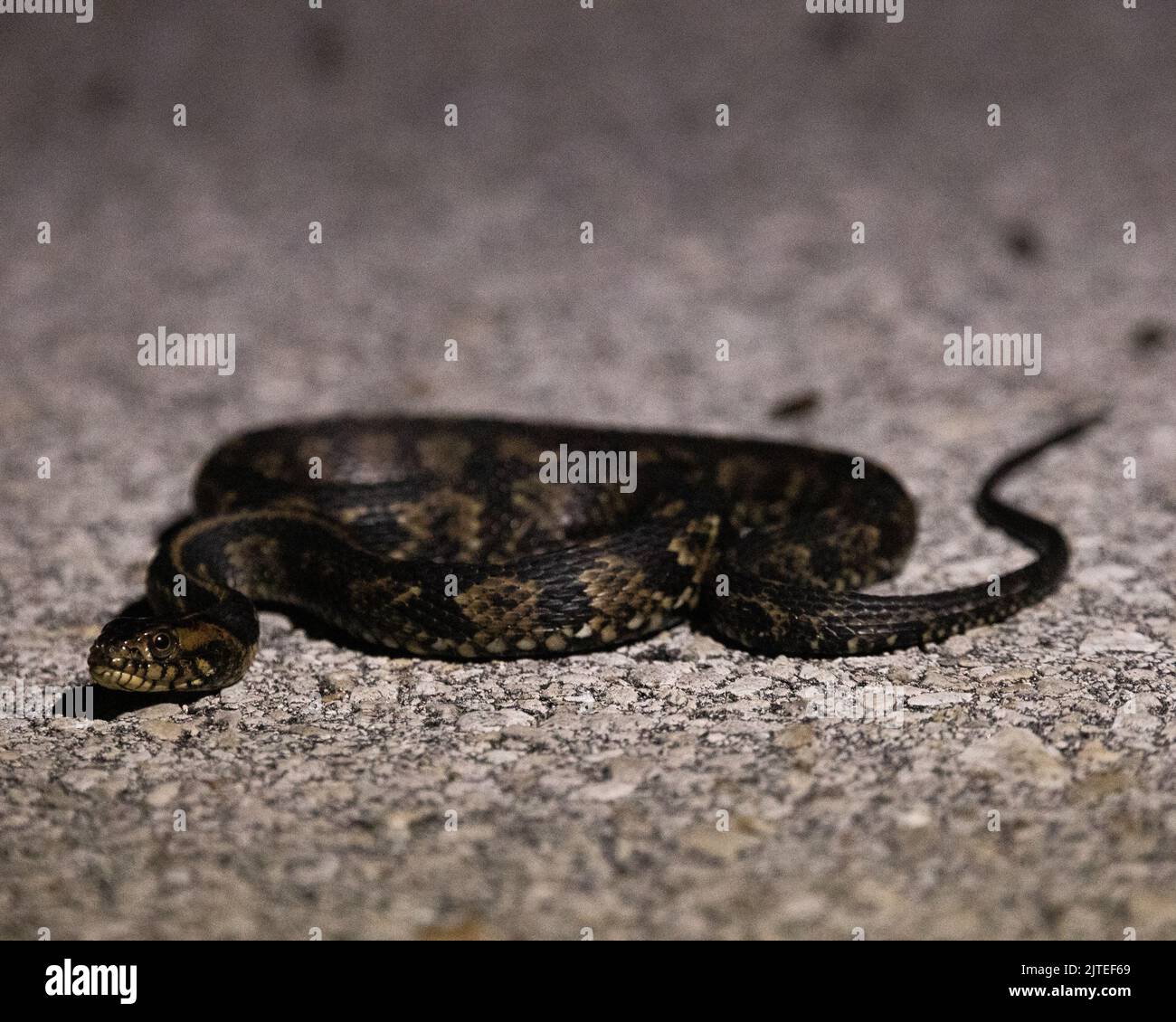 A coiled snake on a concrete surface, closeup shot Stock Photo - Alamy