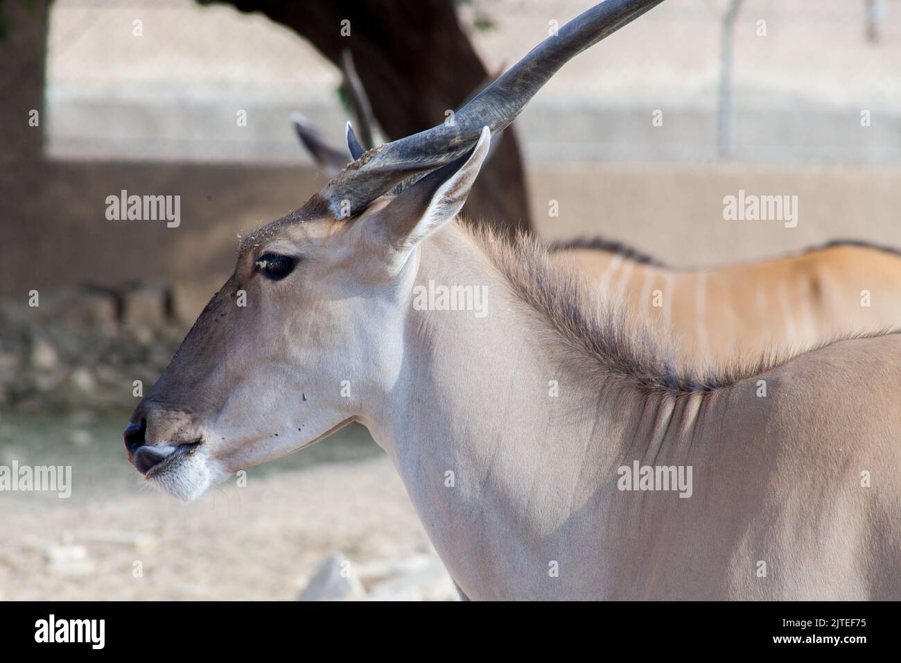 The common eland, also known as the southern eland or eland antelope ...
