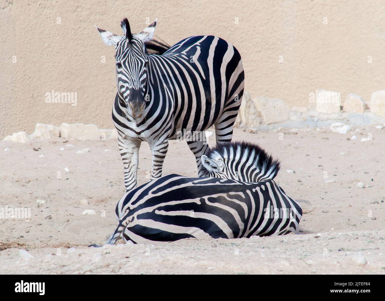 Animal zebra hi-res stock photography and images - Alamy
