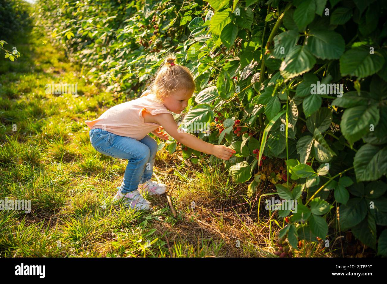 Little girl picking blackberry in raspberry self-picking plantation in ...