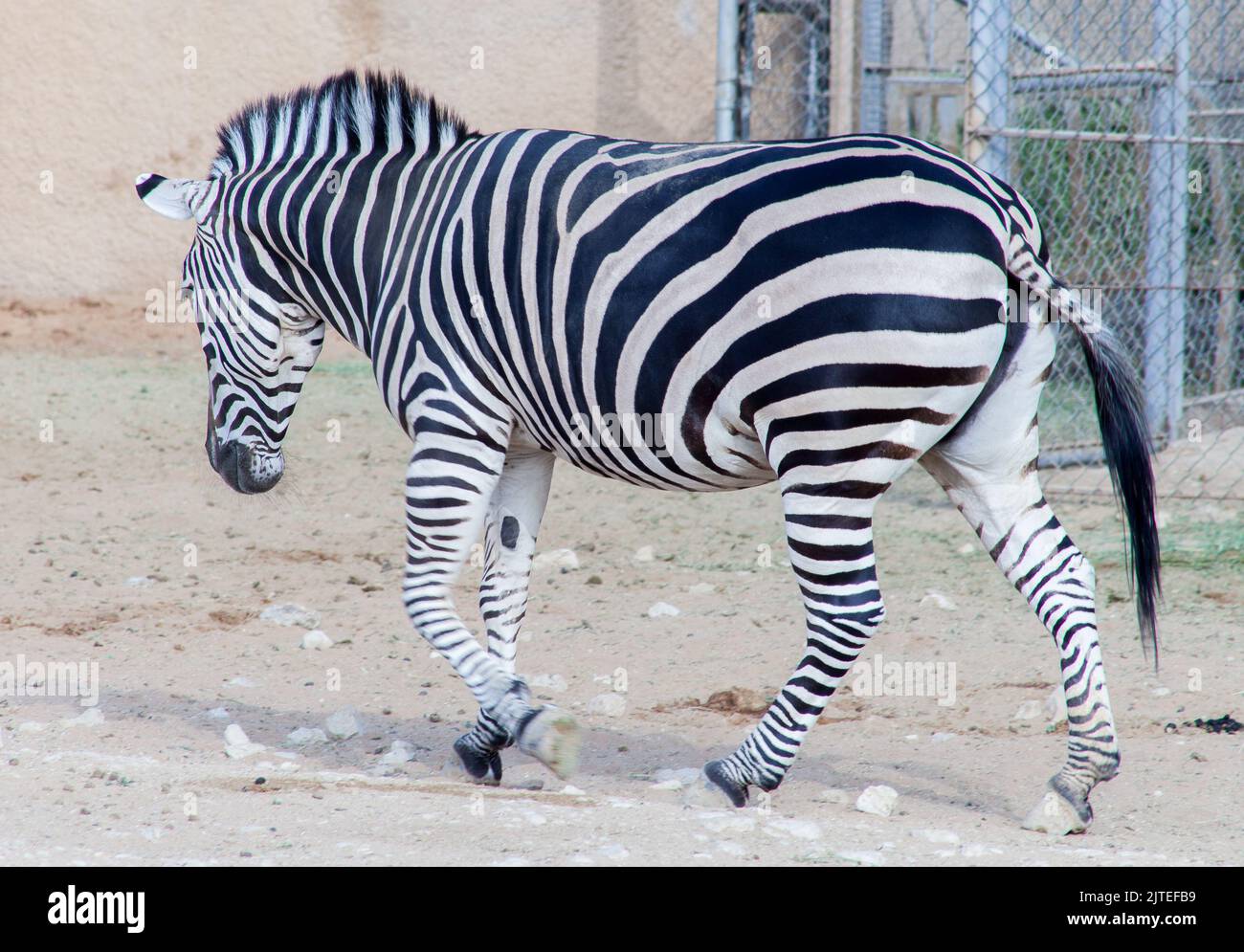 the animal zebra in the zoo Stock Photo - Alamy