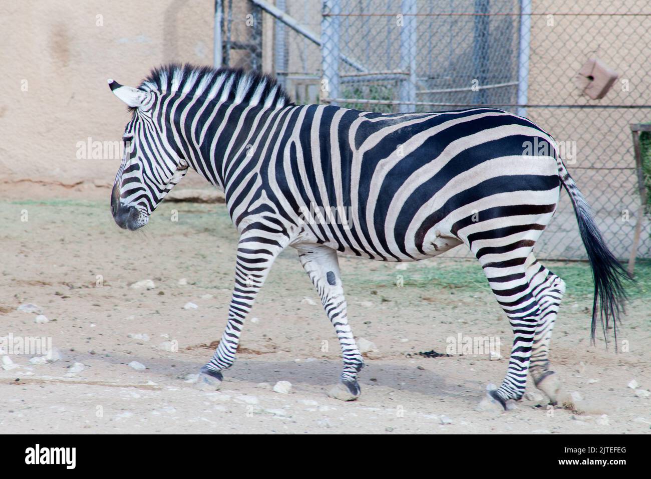 the animal zebra in the zoo Stock Photo - Alamy