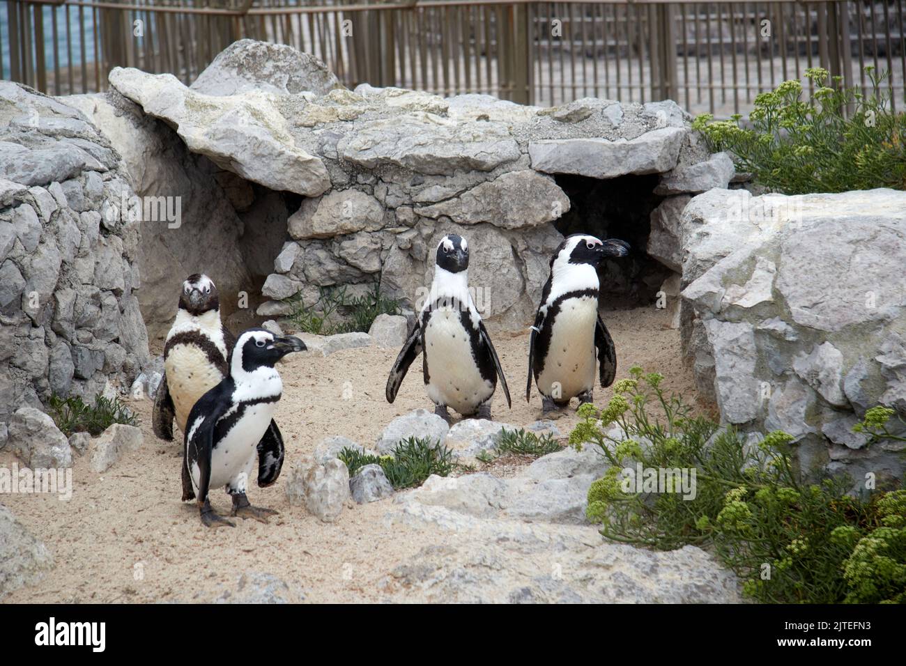Four penguins come out of their burrow in a zoo. Horizontal photography ...