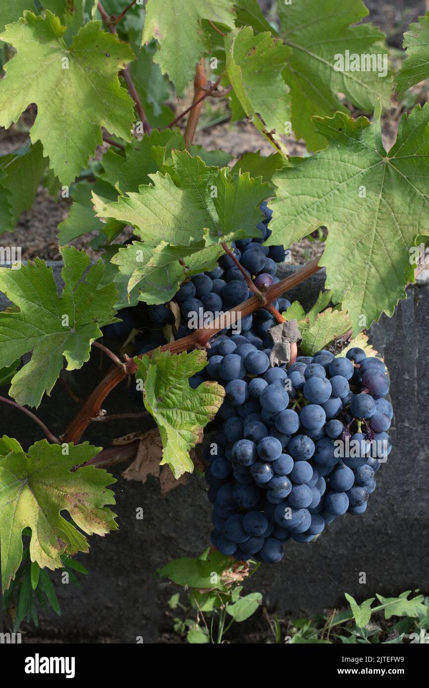 Ripe blue grapes hanging on vine at harvest hime. Growing grapes in ...